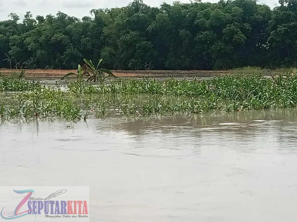 Sungai Banjar Meluap, Ratusan Hektare Lahan Pertanian Terendam - Media Seputar Kita